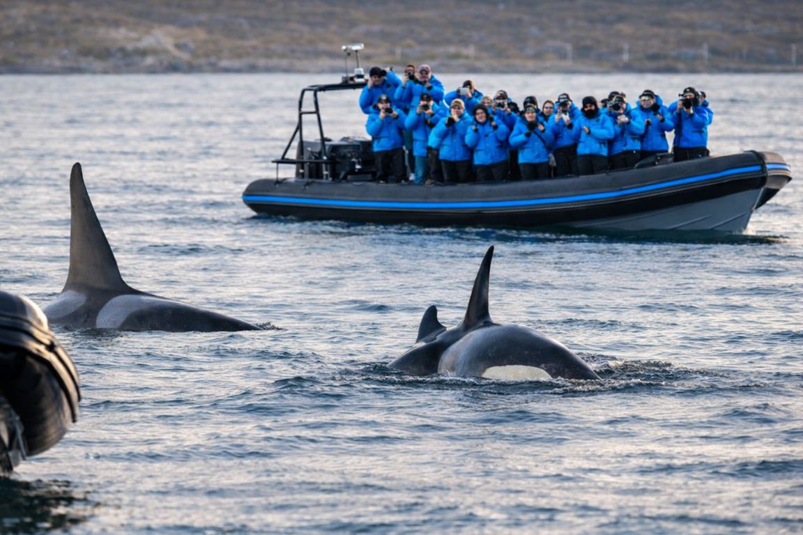 Tromsø in Winter vs Summer: Complete Comparative Guide 2026-2027 ...